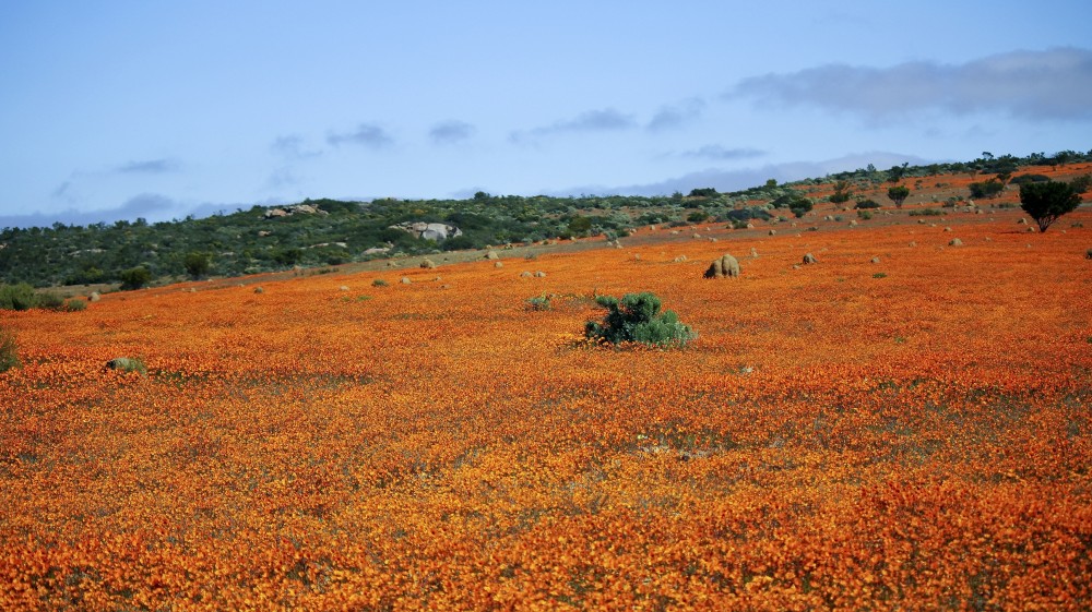 Namaqualand Flower Tours By Train | Best Flower Site