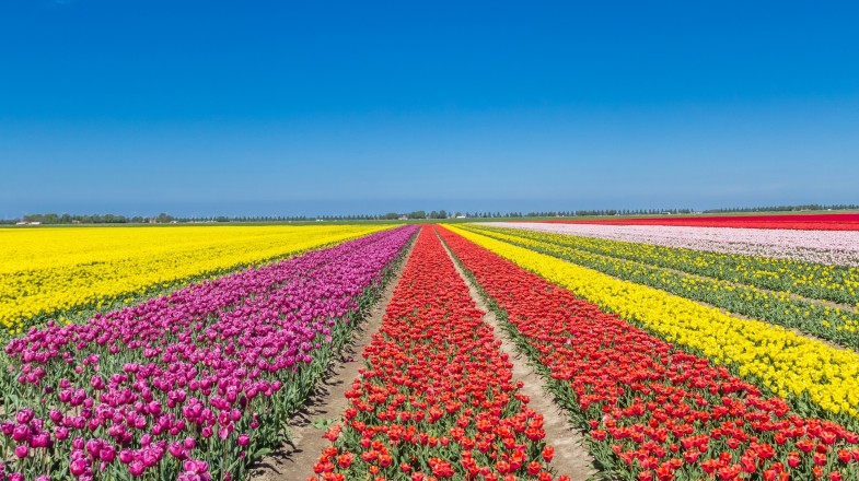 The Netherlands in May: Weather, Tips and More | Bookmundi