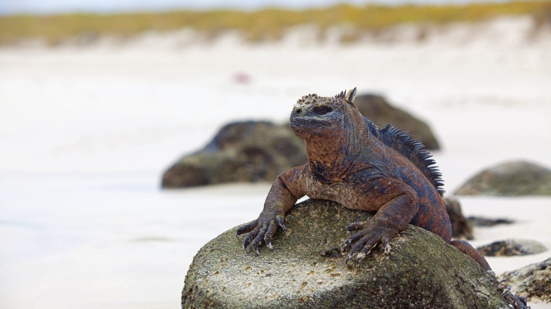 THE 10 BEST Ecuador Wildlife Trips in 2024/2025 | Bookmundi
